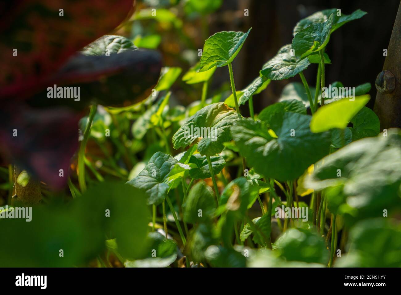 Centella asiatica, commonly known as centella and gotu kola, is a small ...