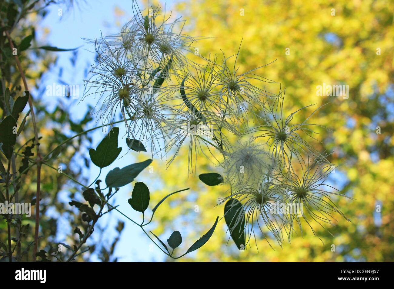 Beautiful flowers of a peculiar shape Stock Photo - Alamy