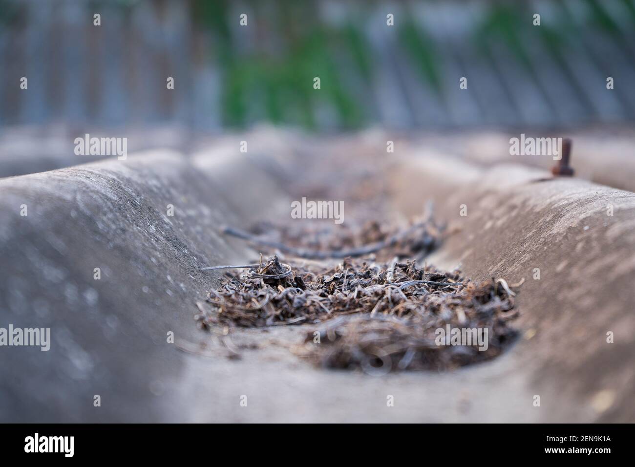 image of a house building and on the roof covered by ivy creepers ...