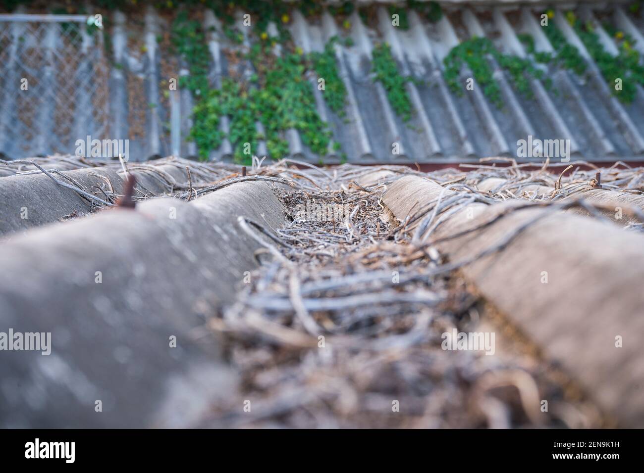 image of a house building and on the roof covered by ivy creepers ...