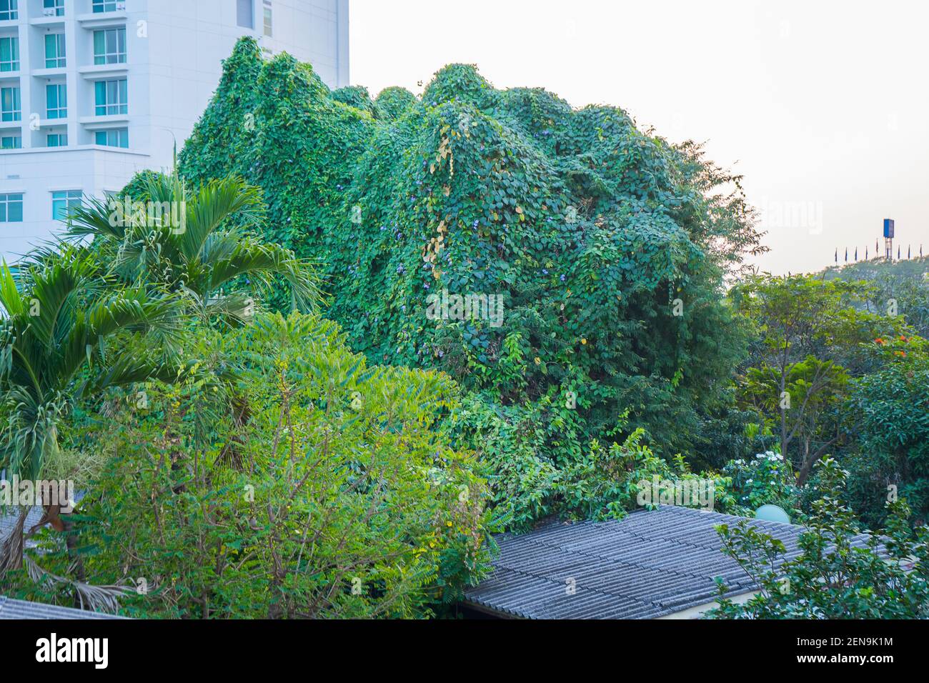 Kudzu house hi-res stock photography and images - Alamy