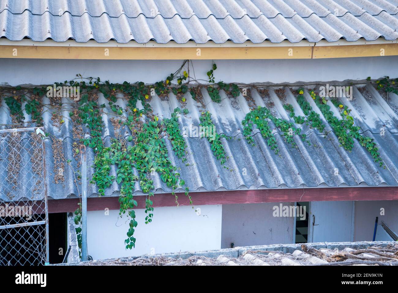image of a house building and on the roof covered by ivy creepers ...