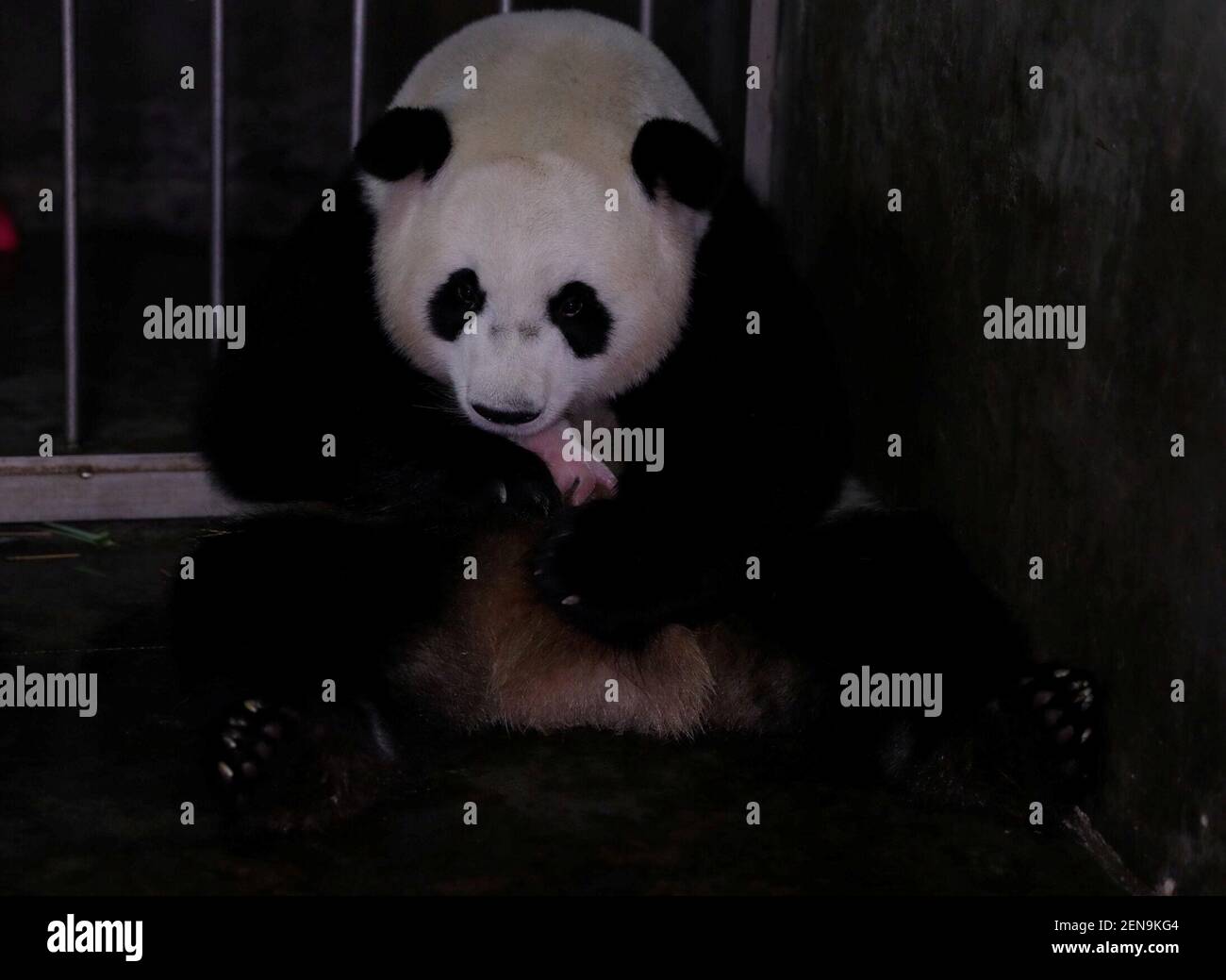 Female giant panda Abao takes care of her new born male-female panda ...