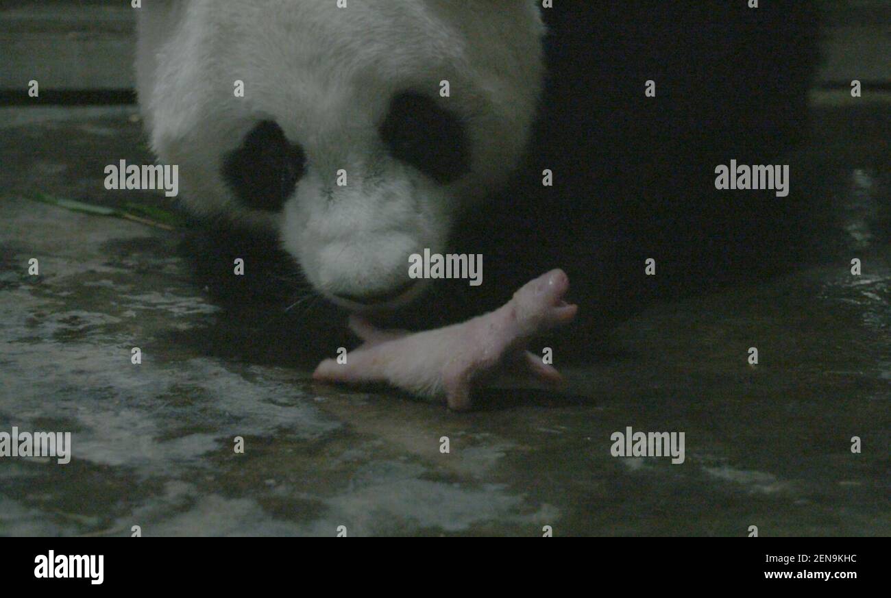 Female giant panda Abao takes care of her new born male-female panda ...