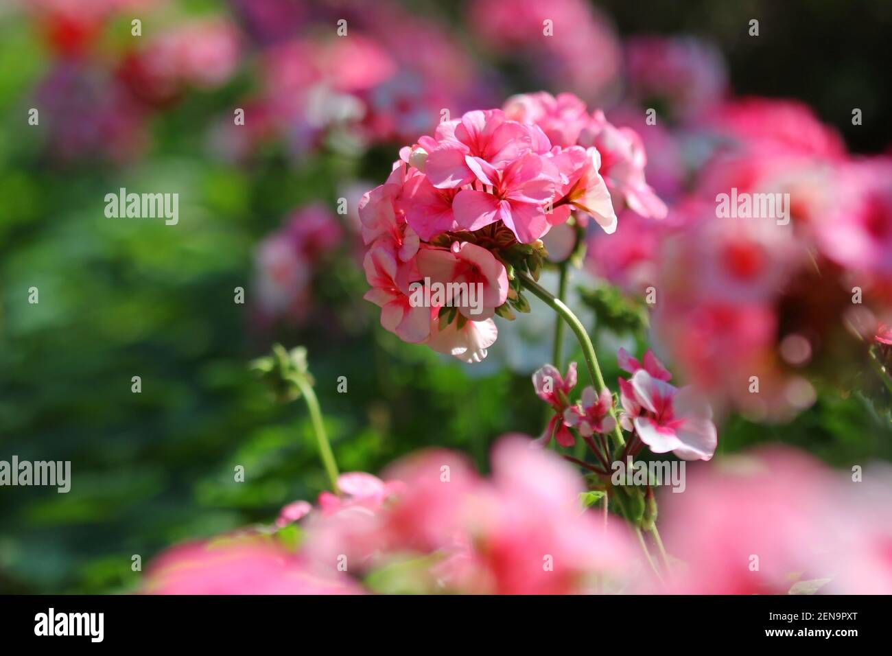 beautiful pink plumbago auriculata flower in the garden Stock Photo - Alamy