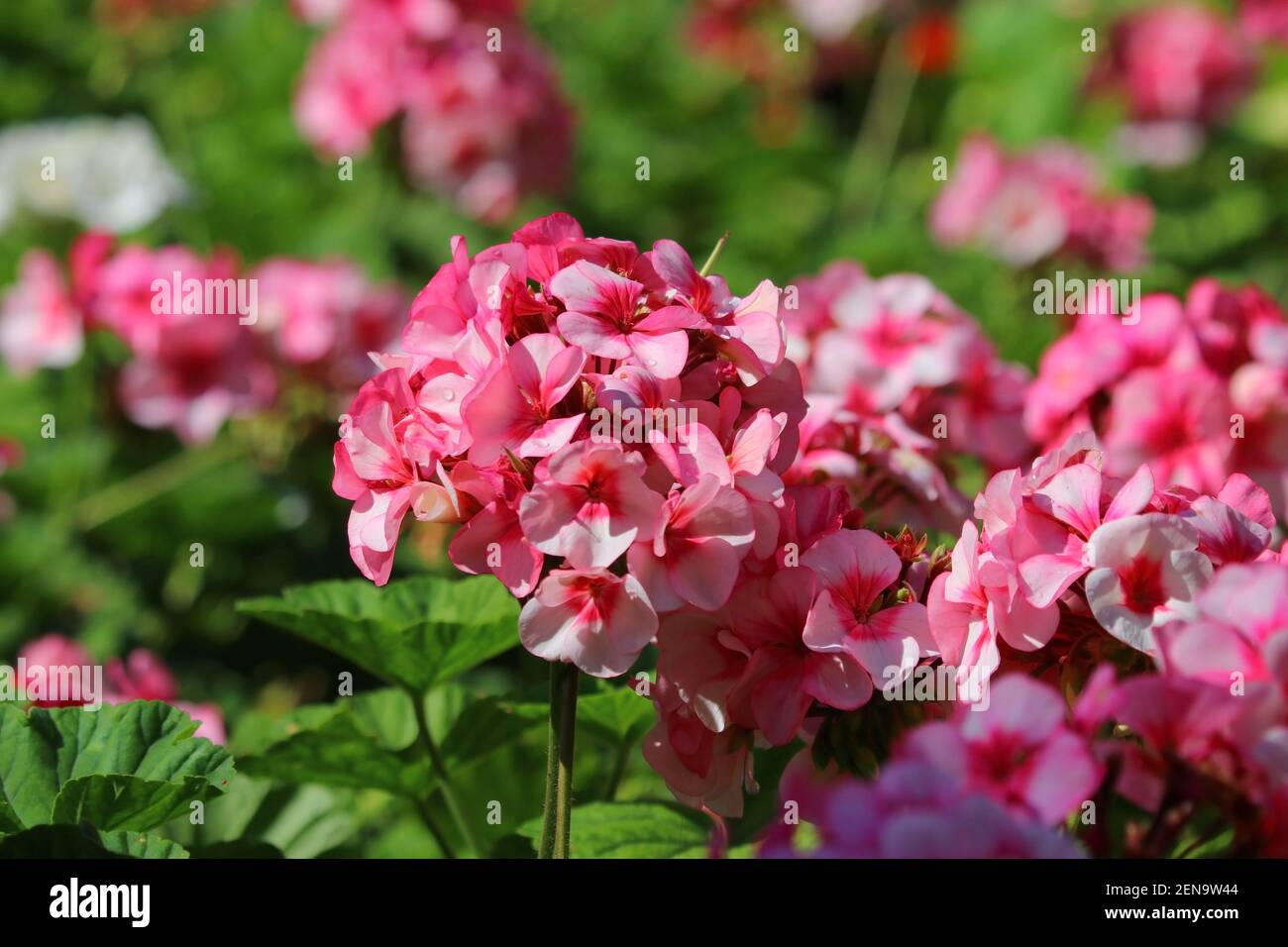 beautiful pink plumbago auriculata flower in the garden Stock Photo - Alamy