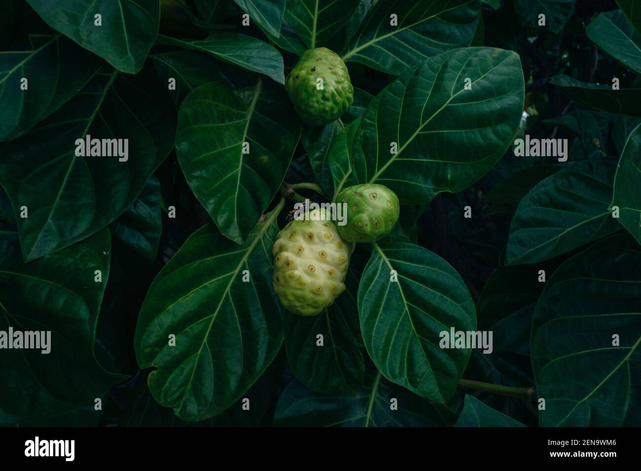 Noni fruit juice and drink can be made for health, hawaii Stock Photo ...