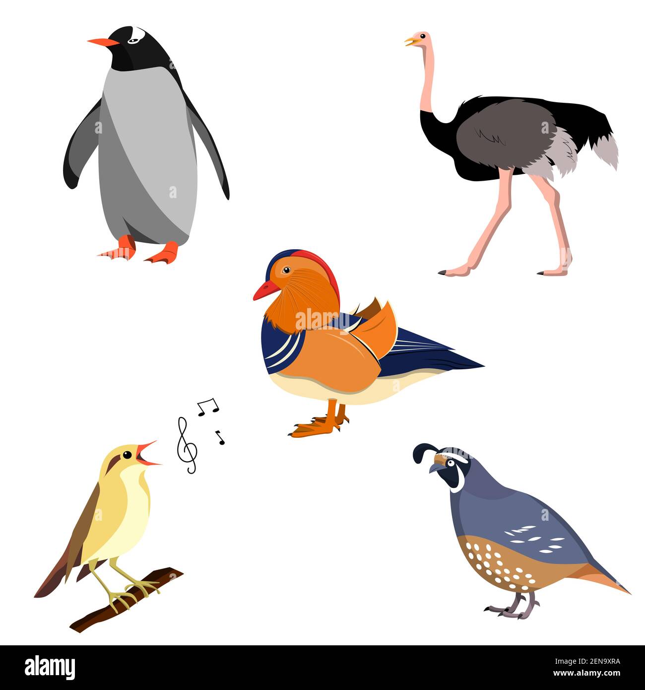 a set of birds. The vector is isolated on a white background. penguin ...