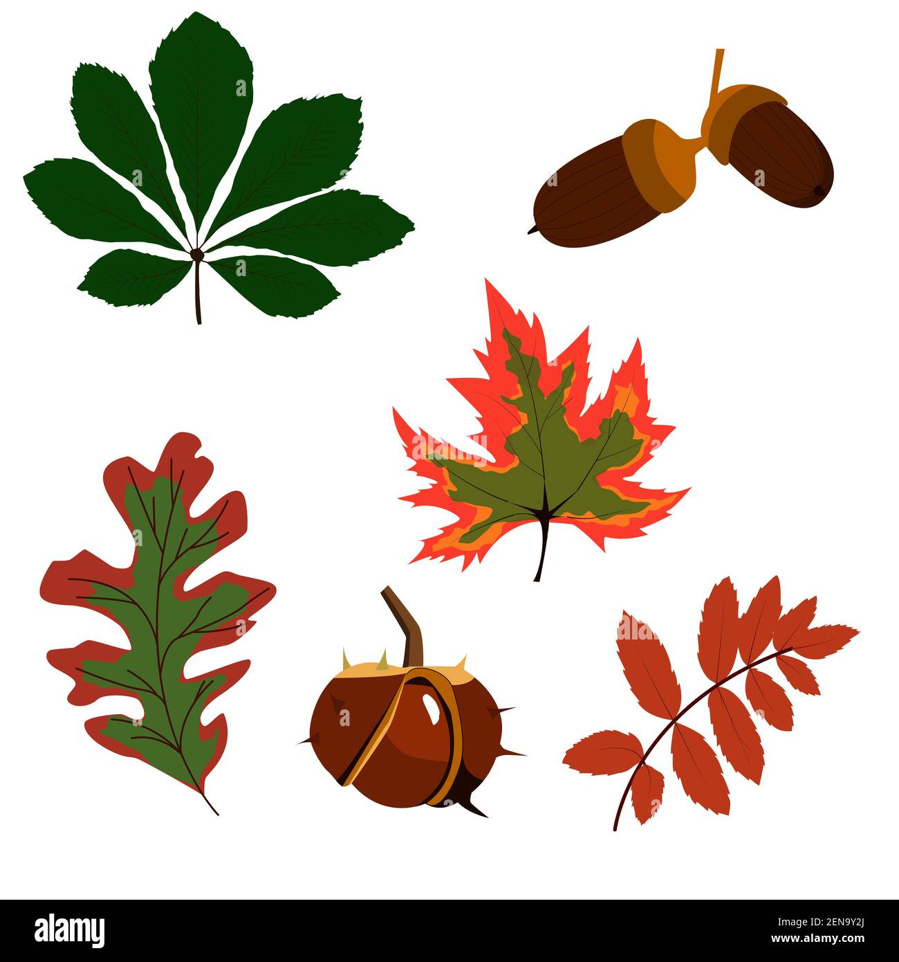 a set of autumn leaves. oak, chestnut, mountain ash, maple Vector ...