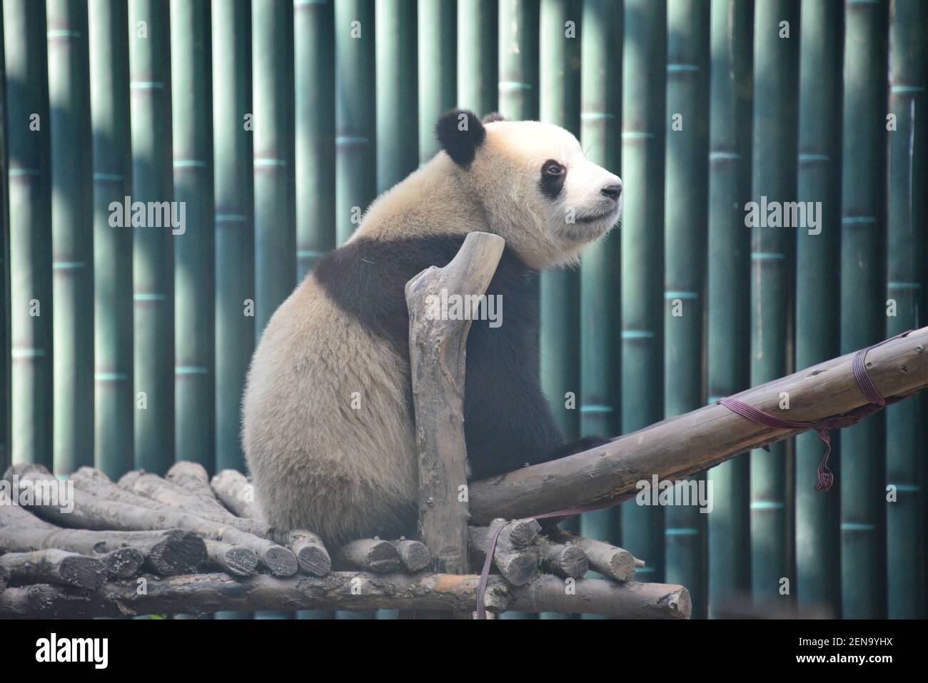 Giant Pandas lie still either on the tree or in the shadow to prevent ...