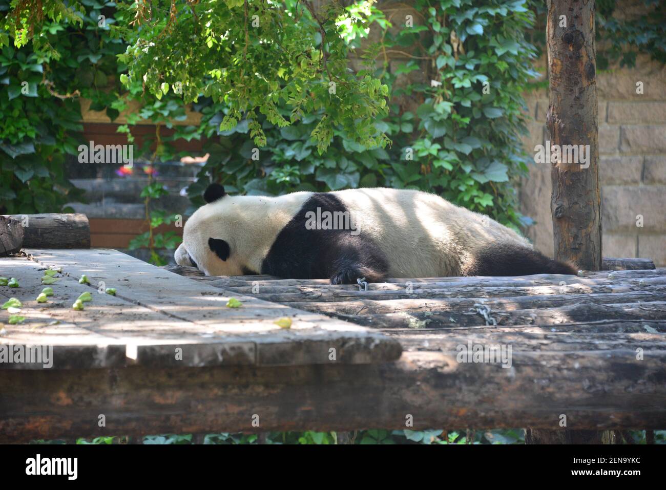 Giant Pandas lie still either on the tree or in the shadow to prevent ...