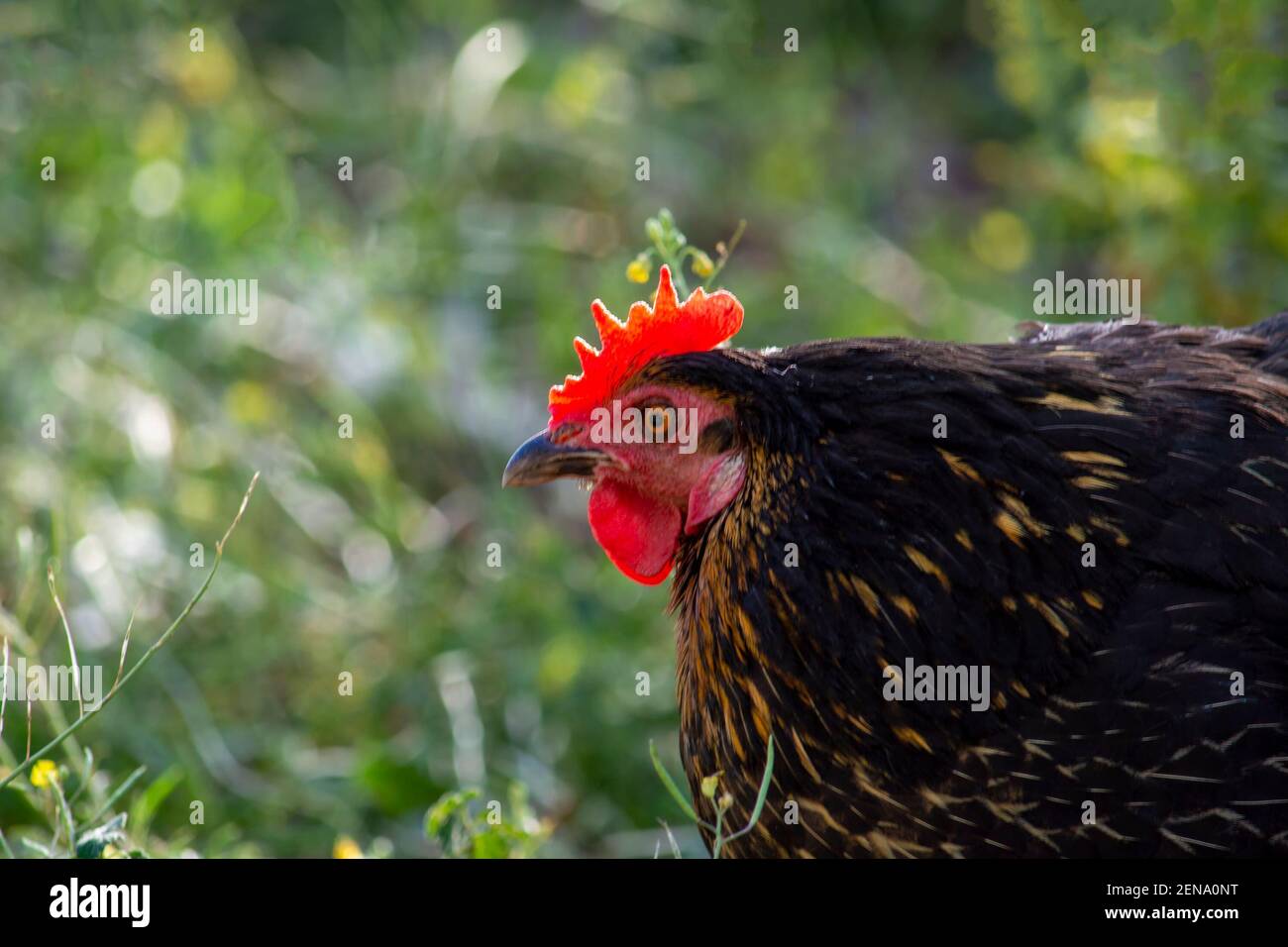 Brown chicken side view head hi-res stock photography and images - Alamy
