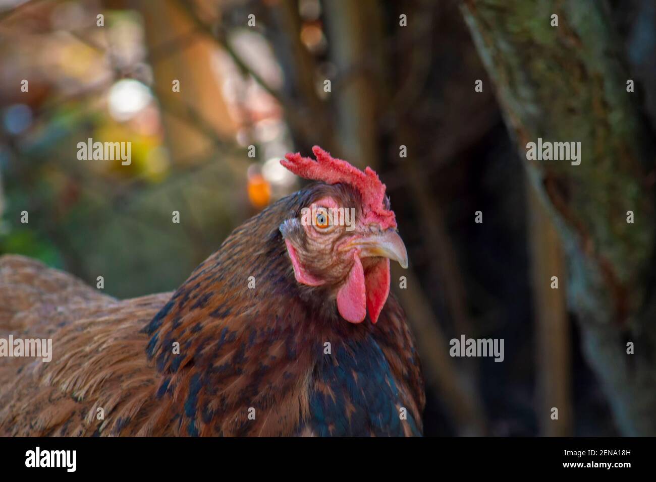 Brown chicken side view head hi-res stock photography and images - Alamy