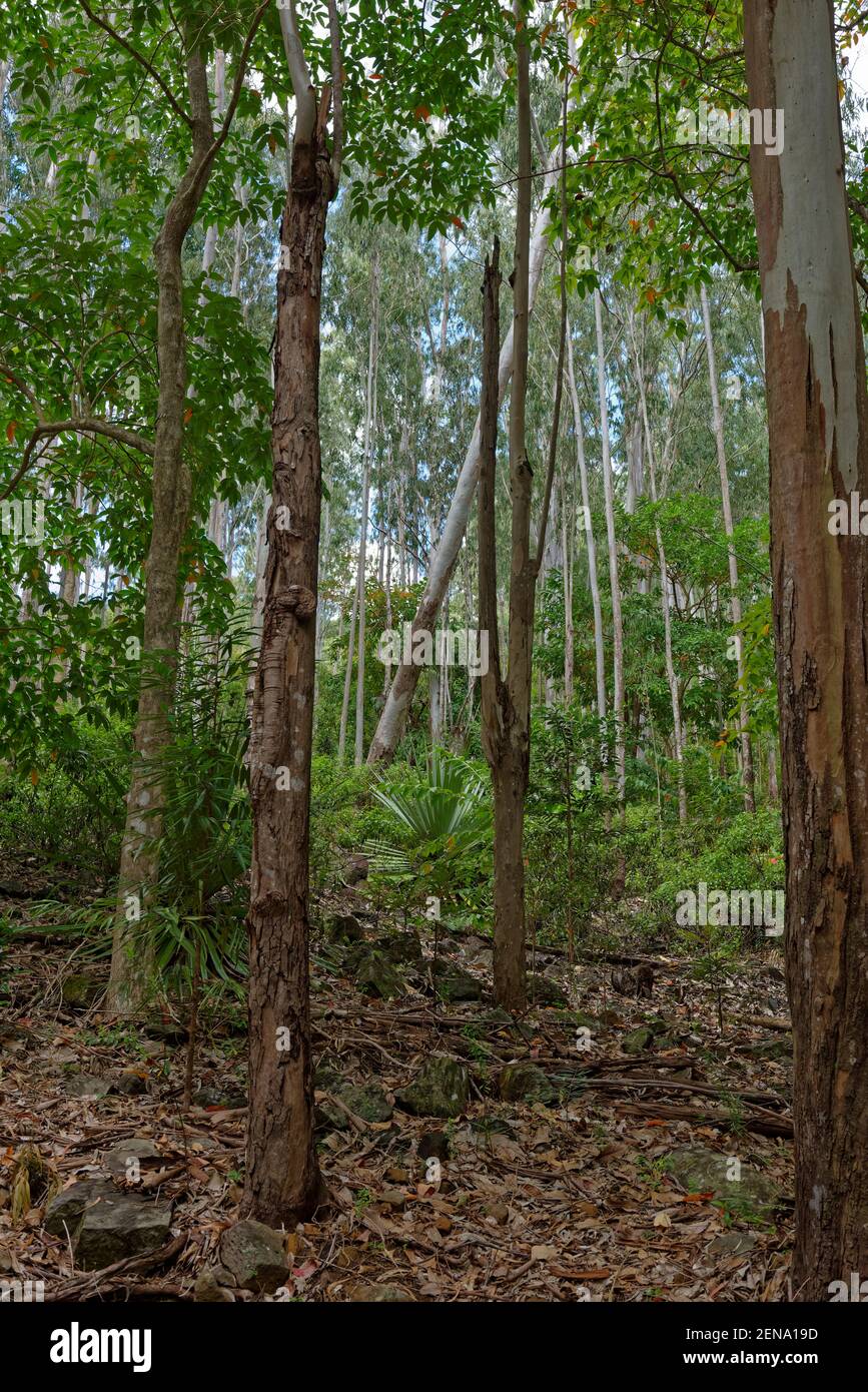 The dense interior of the Tropical rain forest at the Black river ...