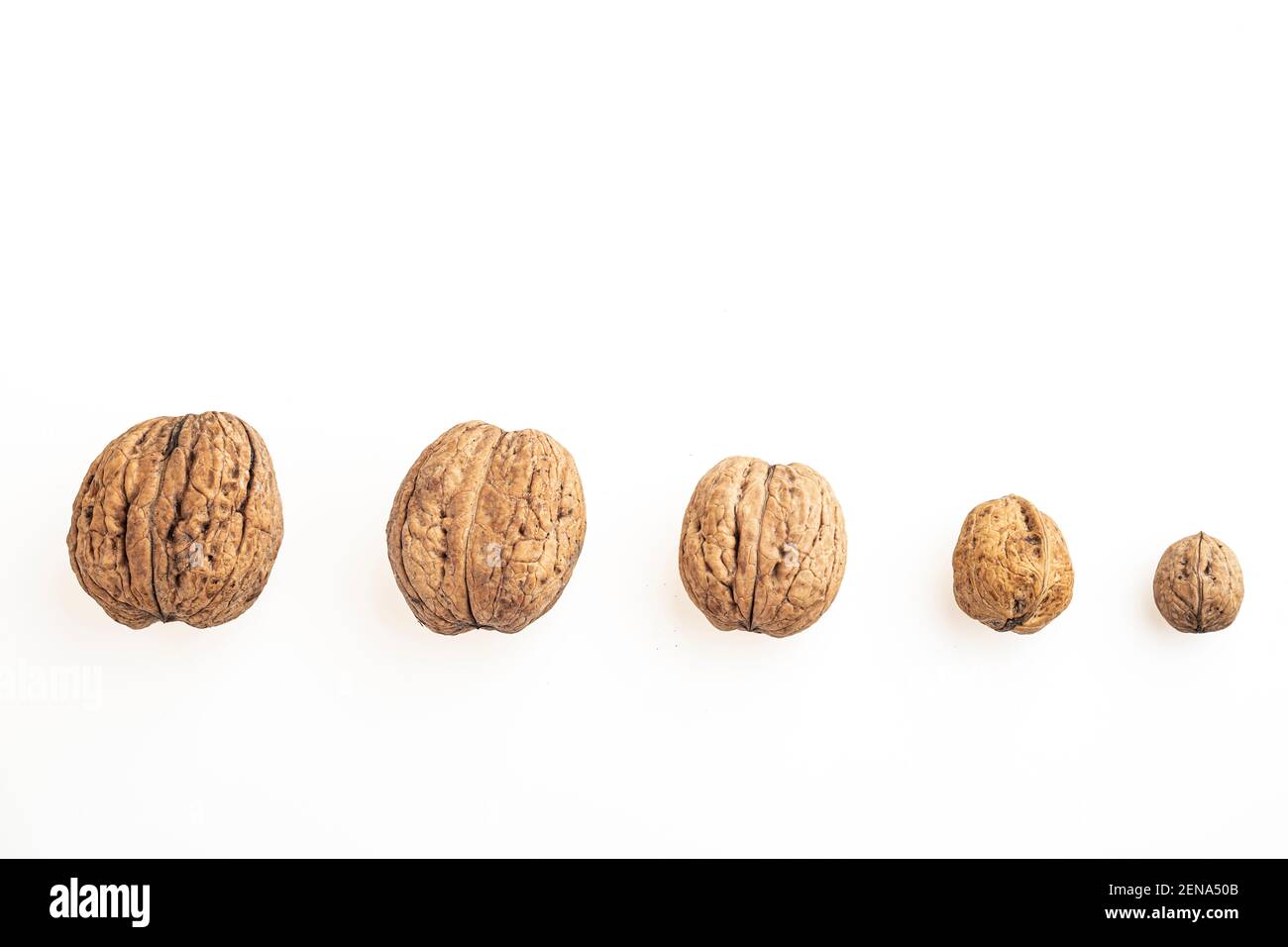 closeup of a walnut isolated on white background Stock Photo - Alamy