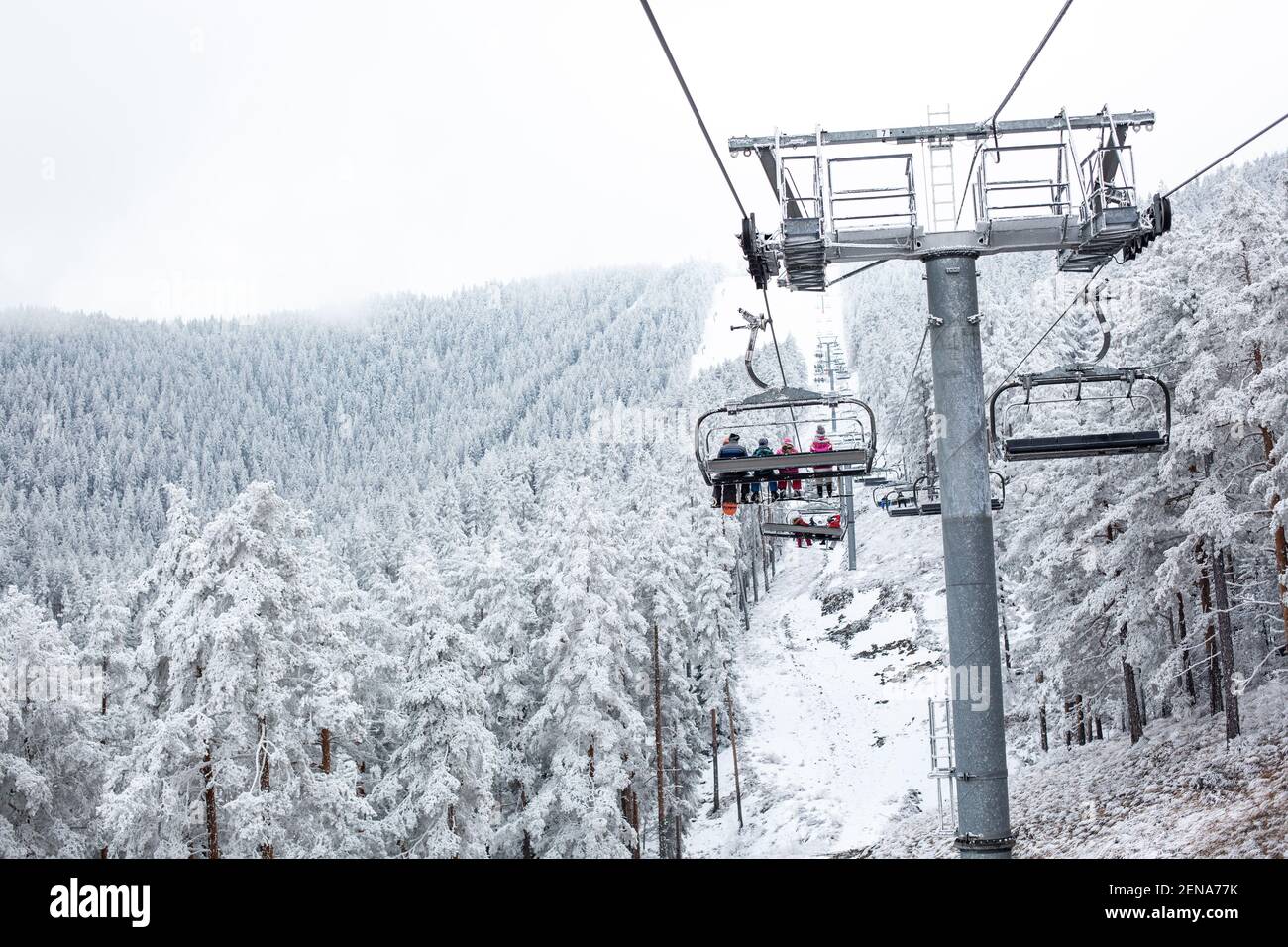 Cableway system transporting people to ski across the coniferous forest ...