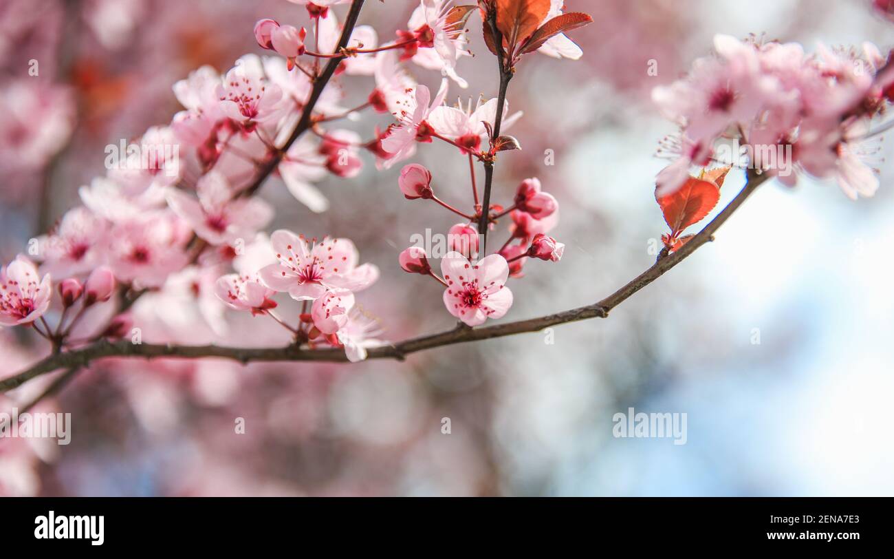 Spring blossom border with pink blooming tree. Beautiful nature scene ...