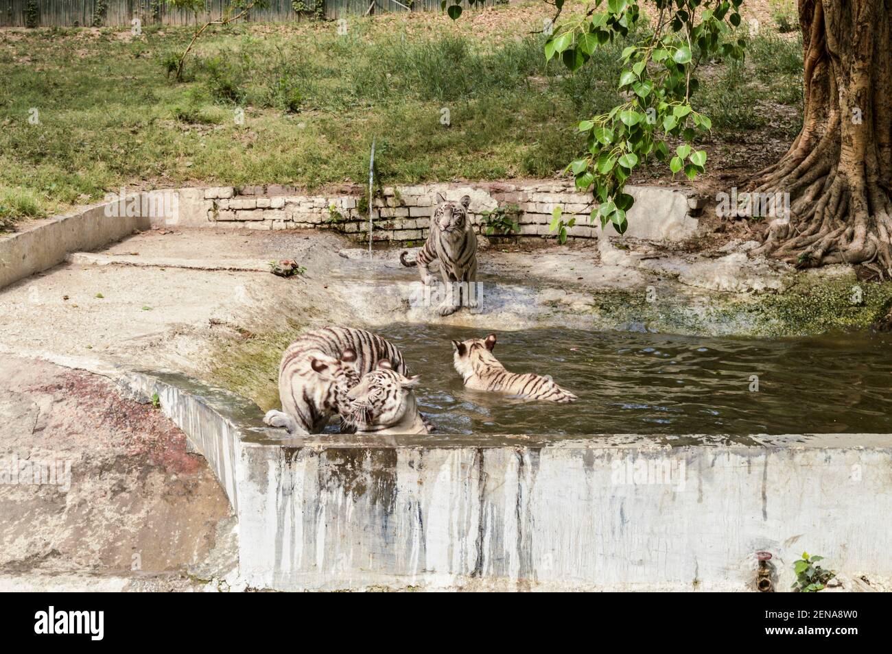 A group of white tiger in cage in delhi zoo Stock Photo - Alamy