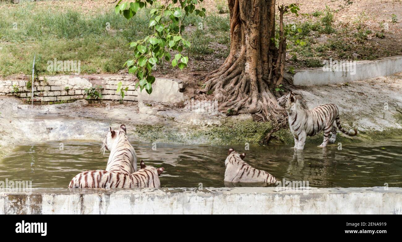 A group of white tiger in cage in delhi zoo Stock Photo - Alamy