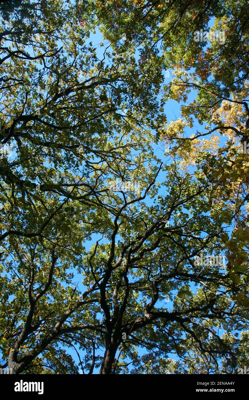 Tree canopy in forest Stock Photo - Alamy