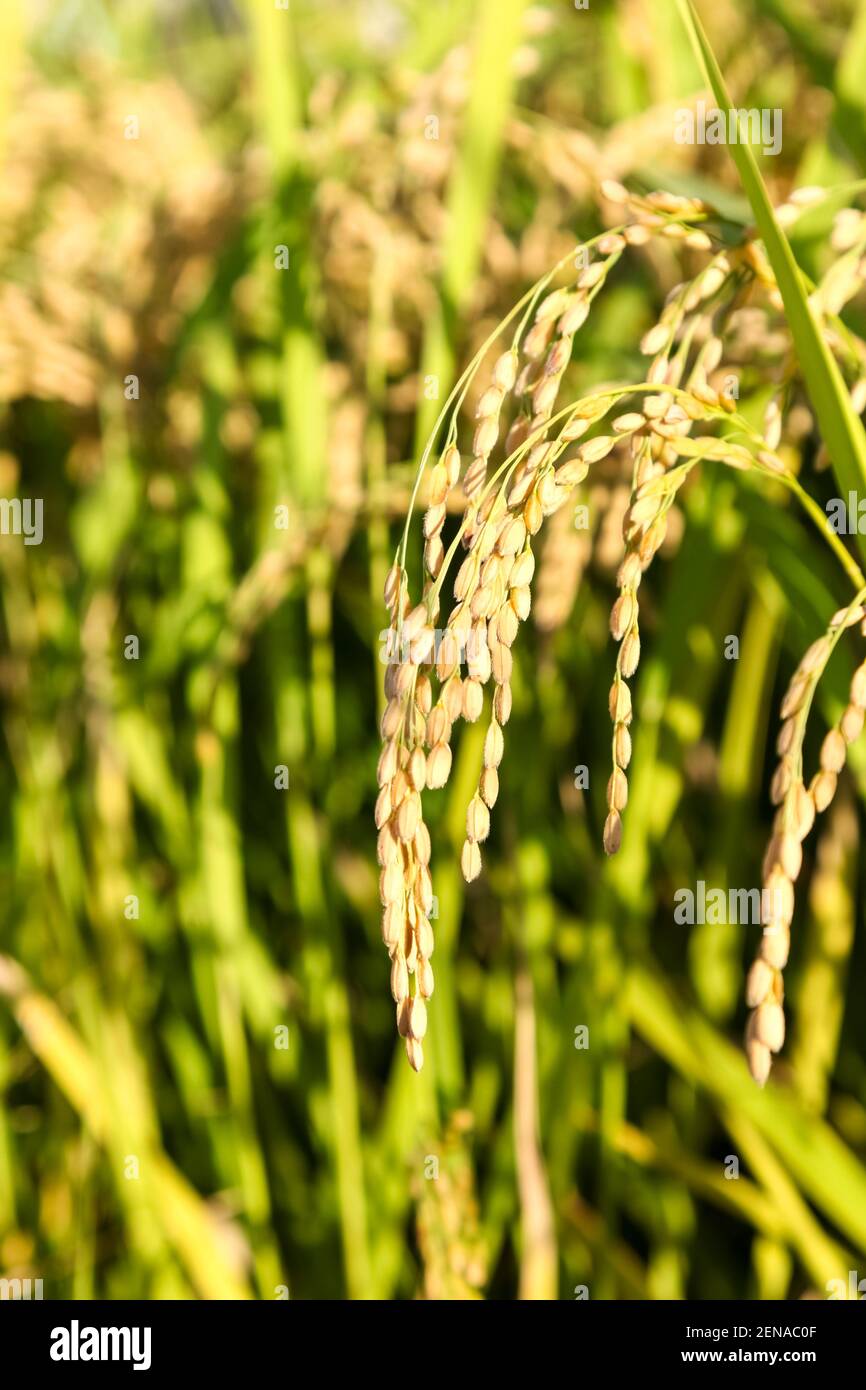 Ripening rice in a paddy field., Green rice plant Stock Photo - Alamy