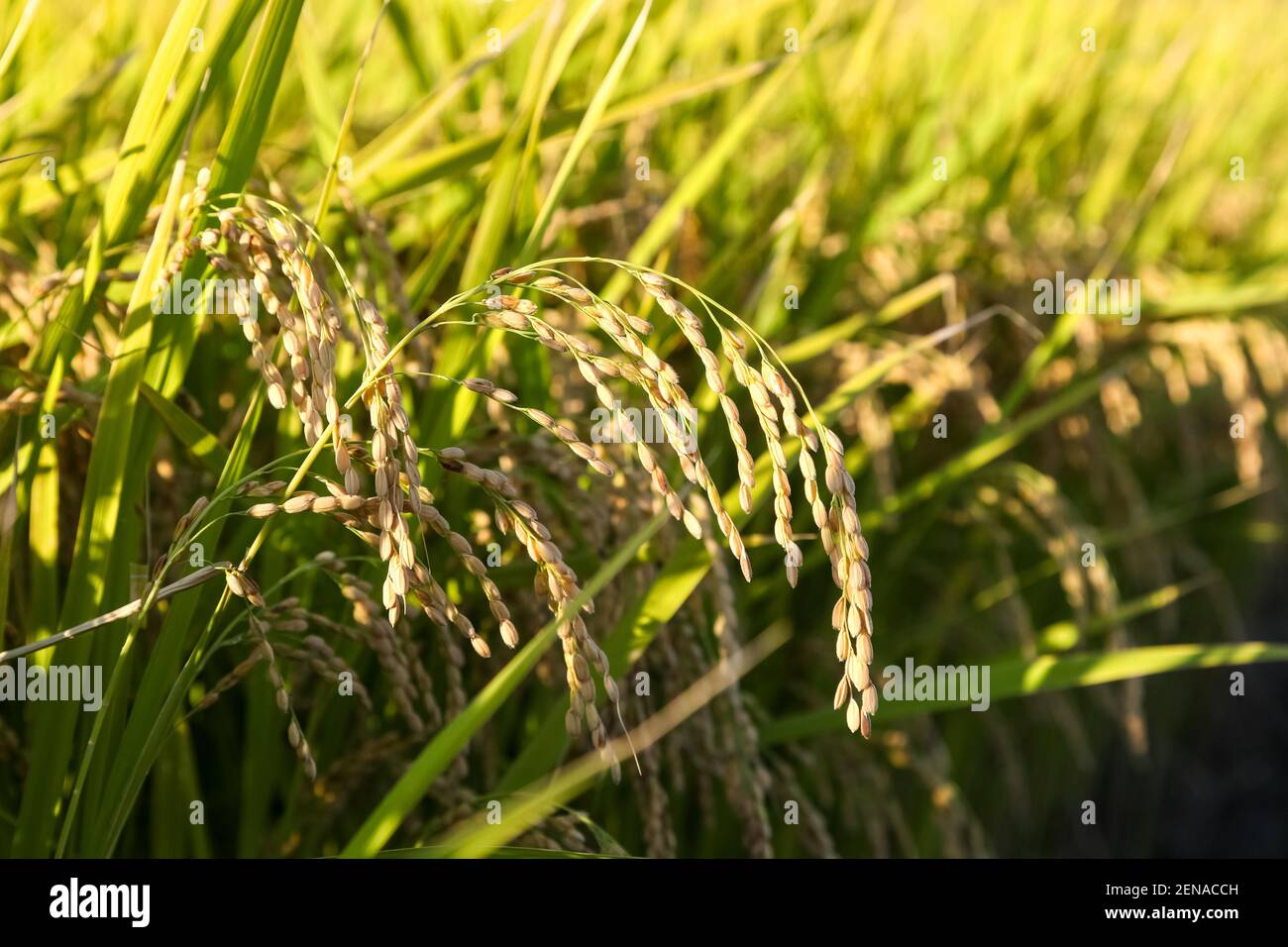 Ripening rice in a paddy field., Green rice plant Stock Photo - Alamy