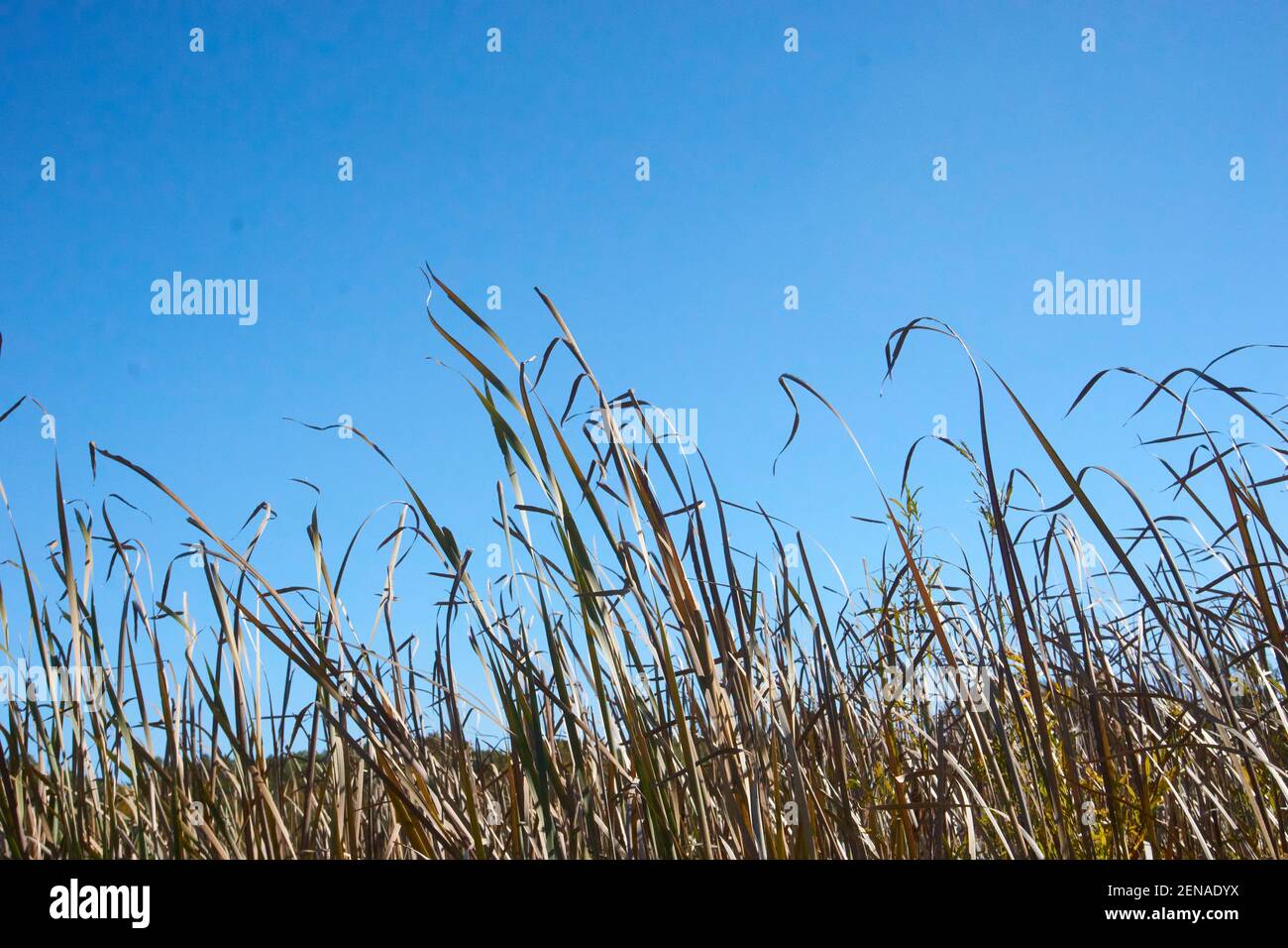 Prairie grass in open hi-res stock photography and images - Alamy