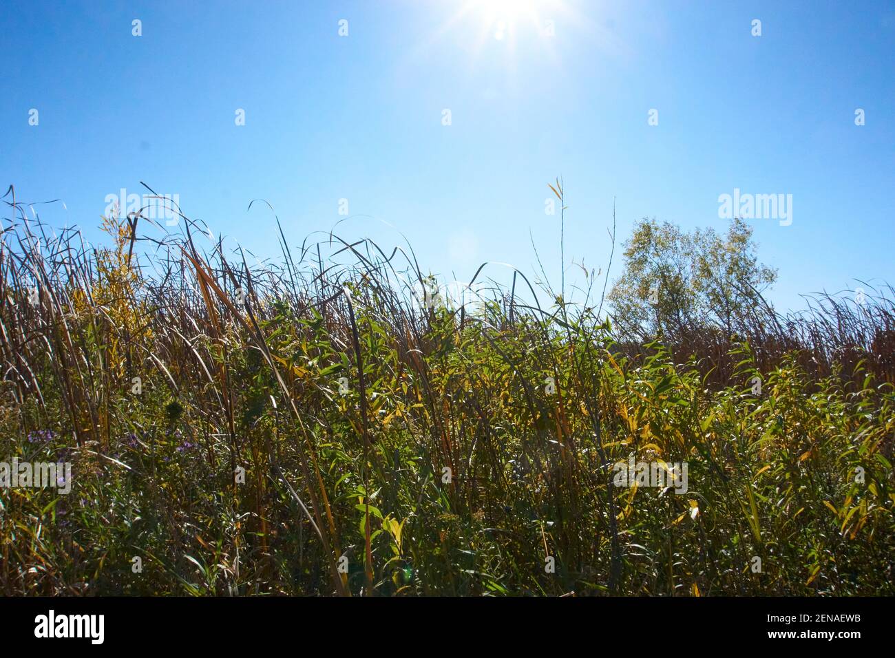 Prairie grass in open hi-res stock photography and images - Alamy