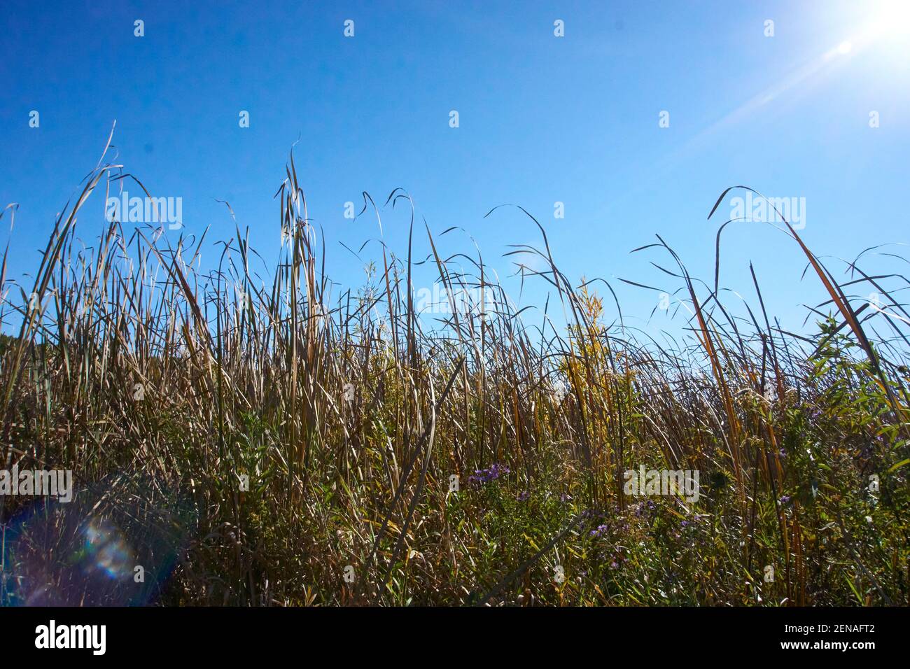 Prairie grass hi-res stock photography and images - Alamy
