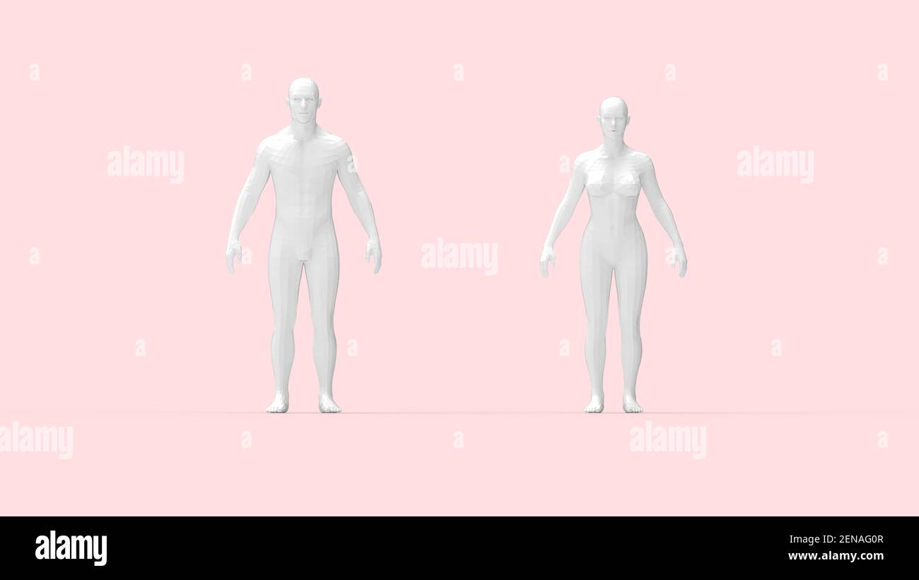 3D rendering of a man and a woman standing anatomical overview Stock ...
