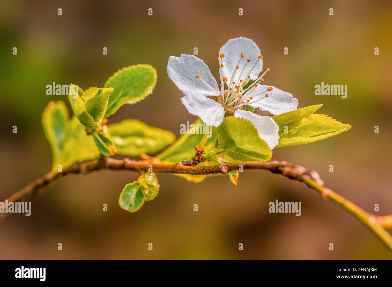 a branch with fresh spring blossoms at the beginning of the year Stock ...
