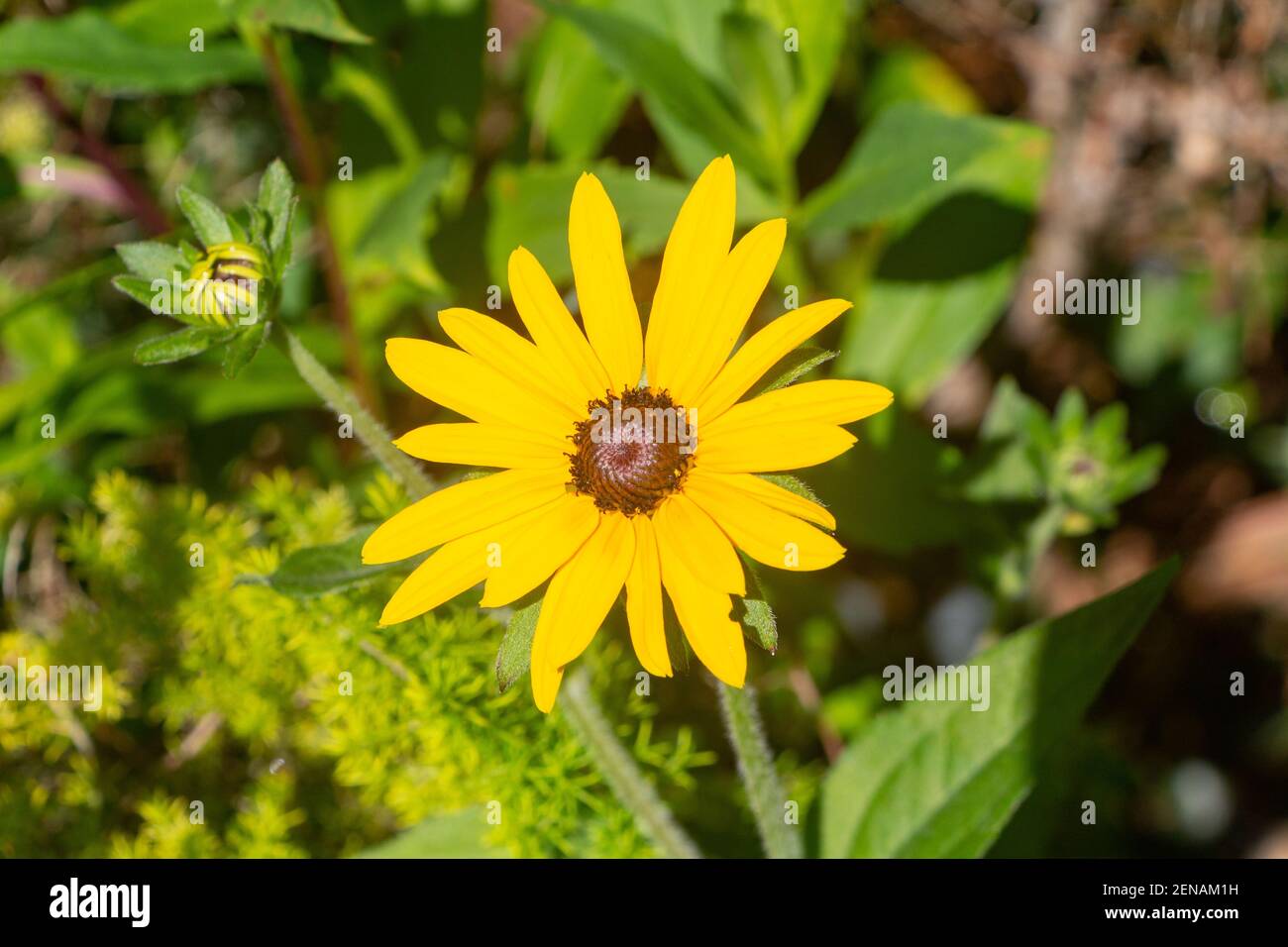 Yellow rudbeckia flower in a garden during summer Stock Photo - Alamy