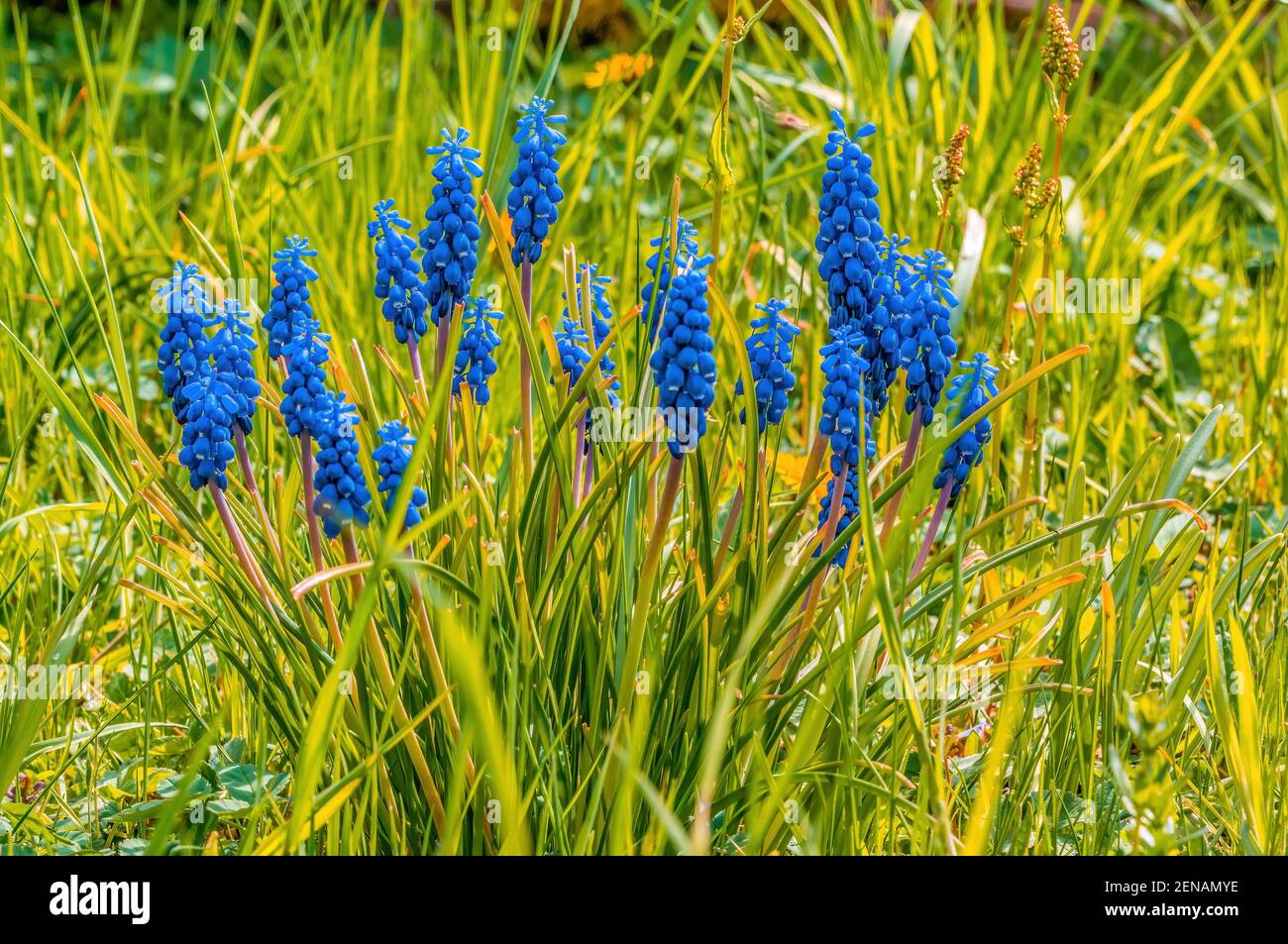 beautiful colorful spring flowers at the beginning of the year Stock ...