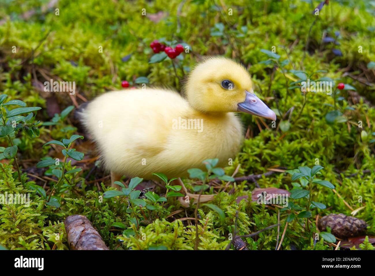 cute little yellow duckling are walking on the green grass in spring ...