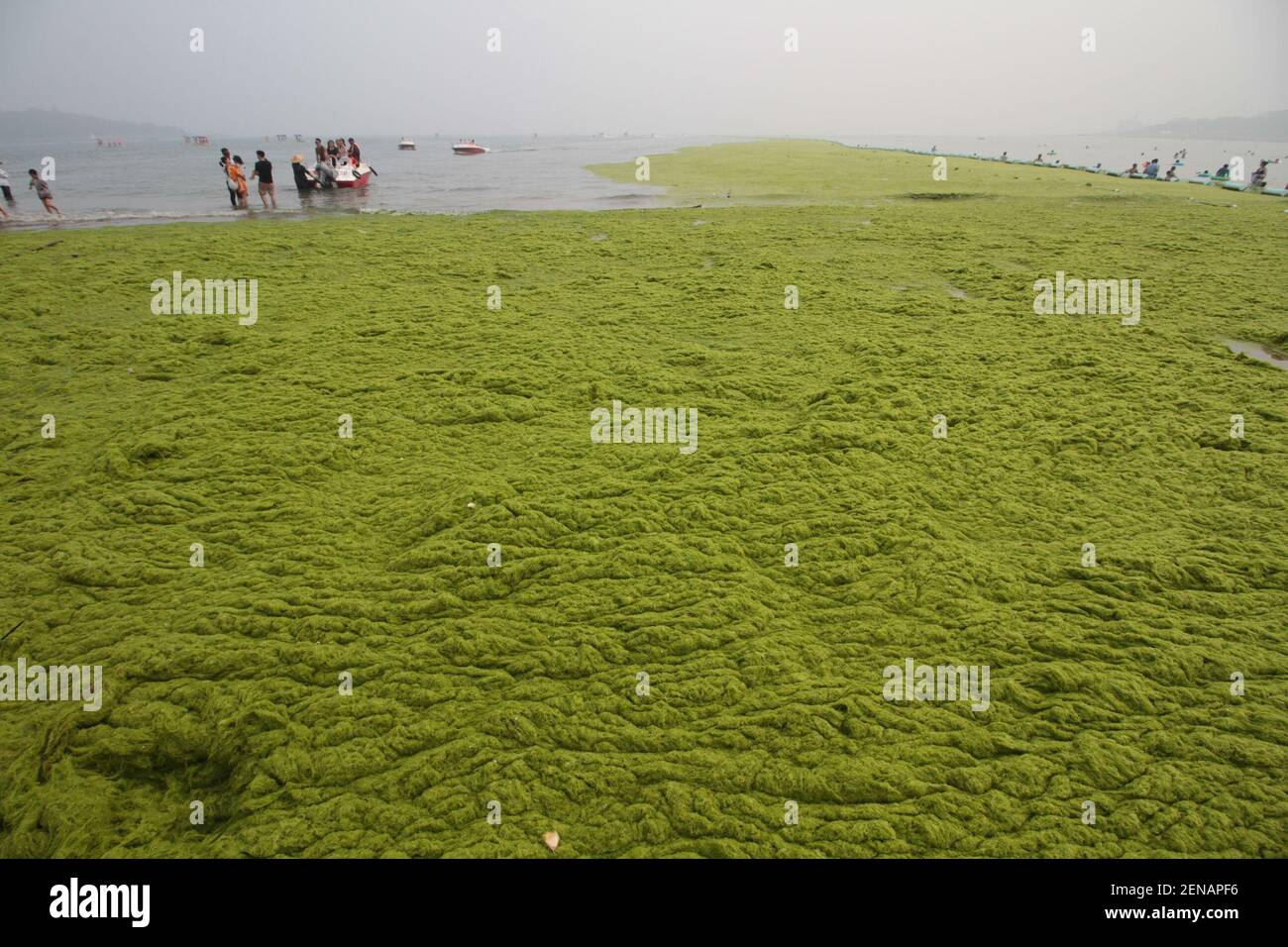 Tourists play in the the sea water covered with blue-green algae bloom ...