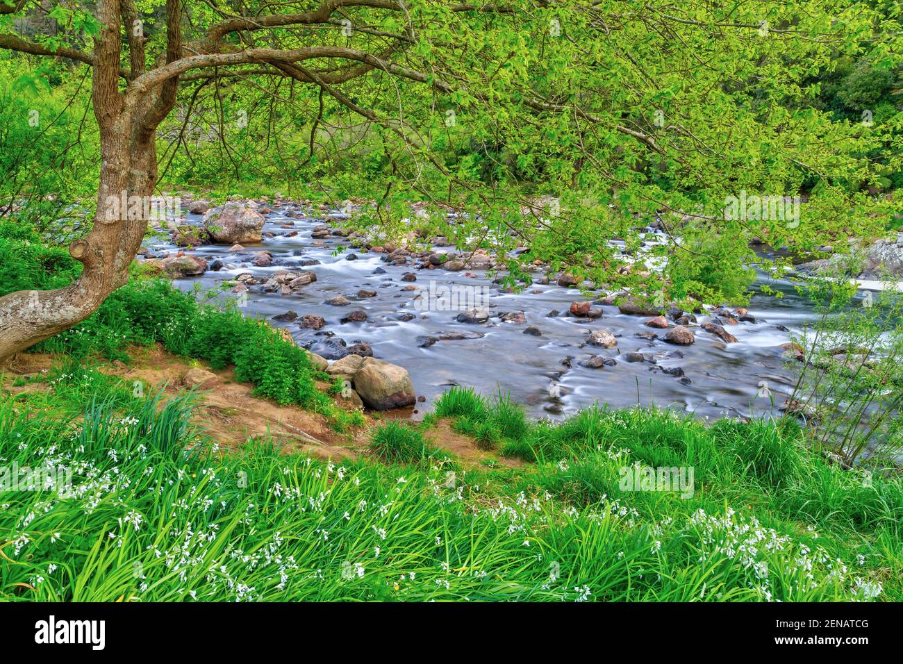 Wild flowers river bank hi-res stock photography and images - Alamy