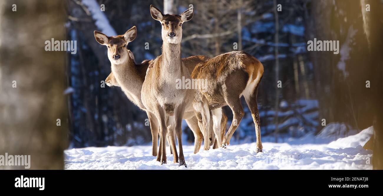 Deer Hunter High Resolution Stock Photography and Images - Alamy