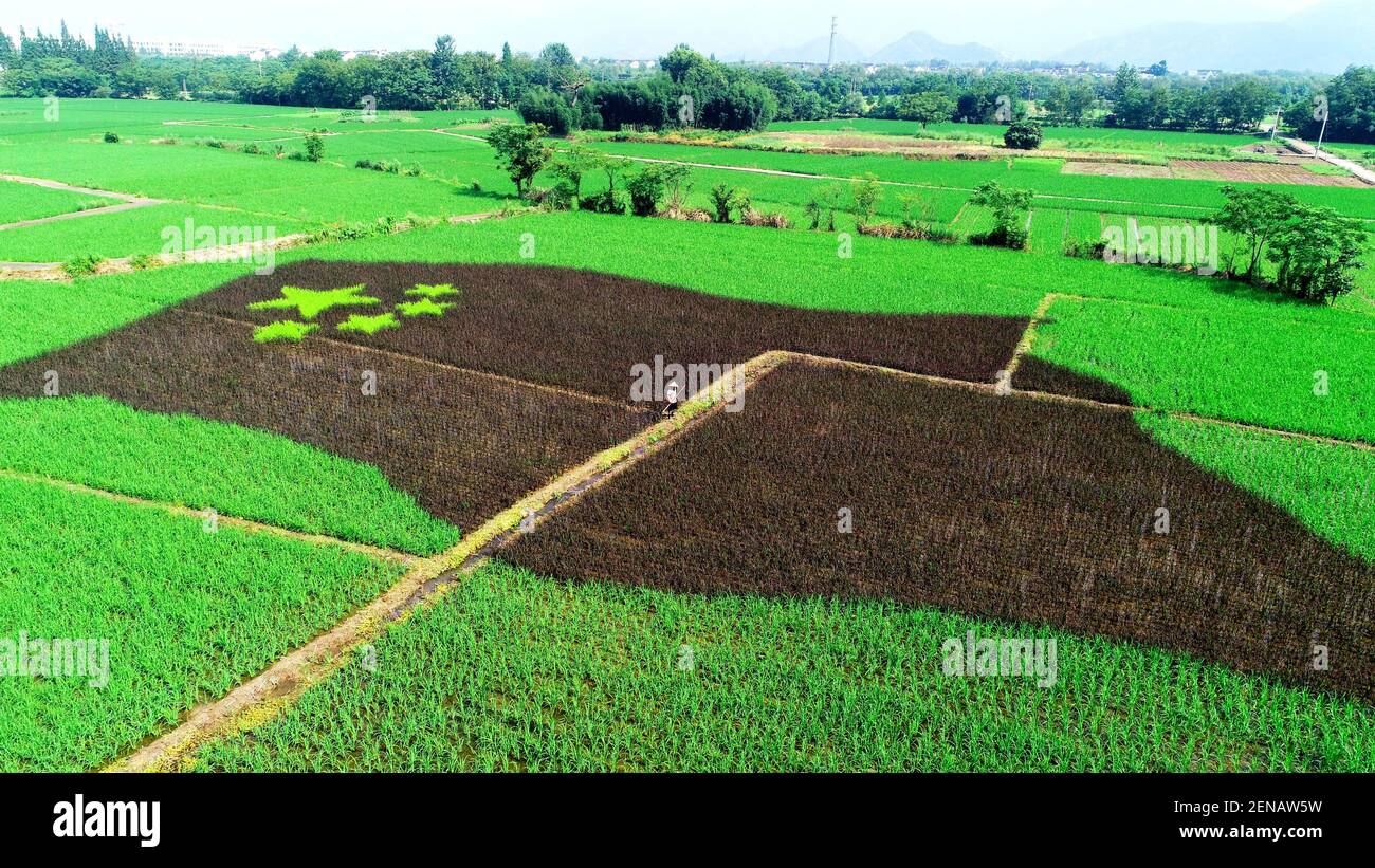 A 3D rice paddy painting of a national flag to celebrate the 70th ...