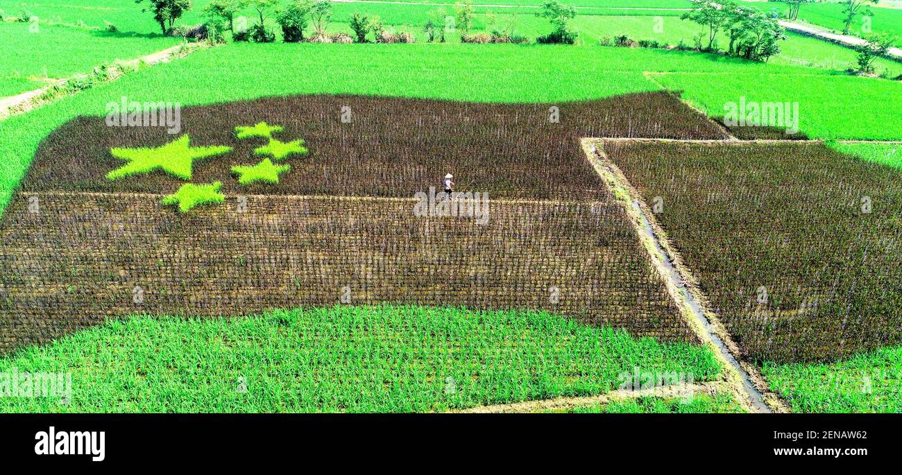 A 3D rice paddy painting of a national flag to celebrate the 70th ...