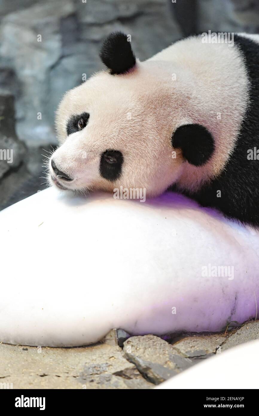 The giant panda Long Long lies on a huge ice block to cool off at ...