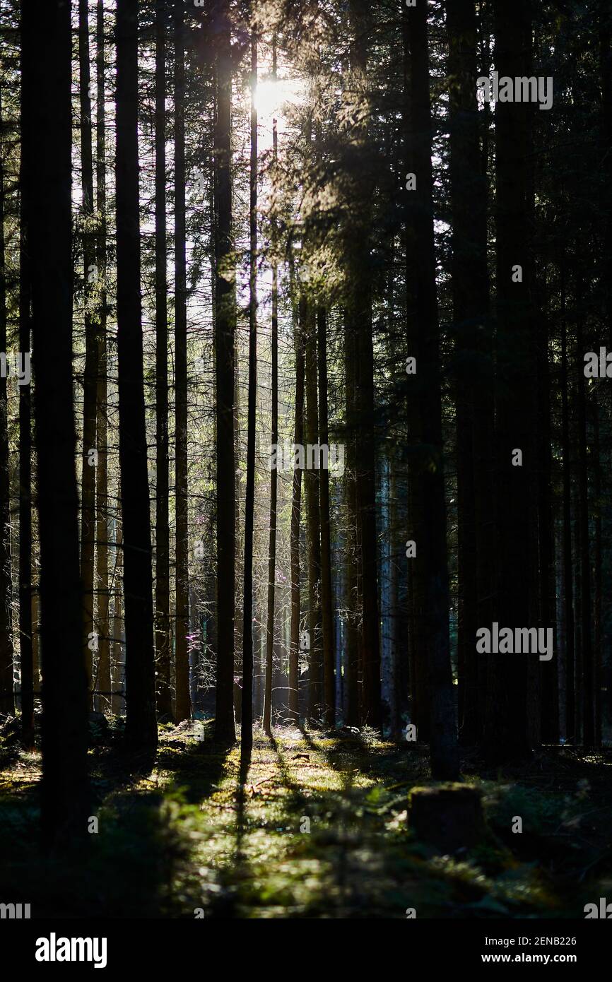 Sun coming through the trees hi-res stock photography and images - Alamy