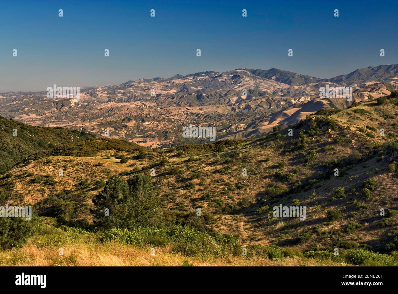 Chaparral shrubs hi-res stock photography and images - Alamy