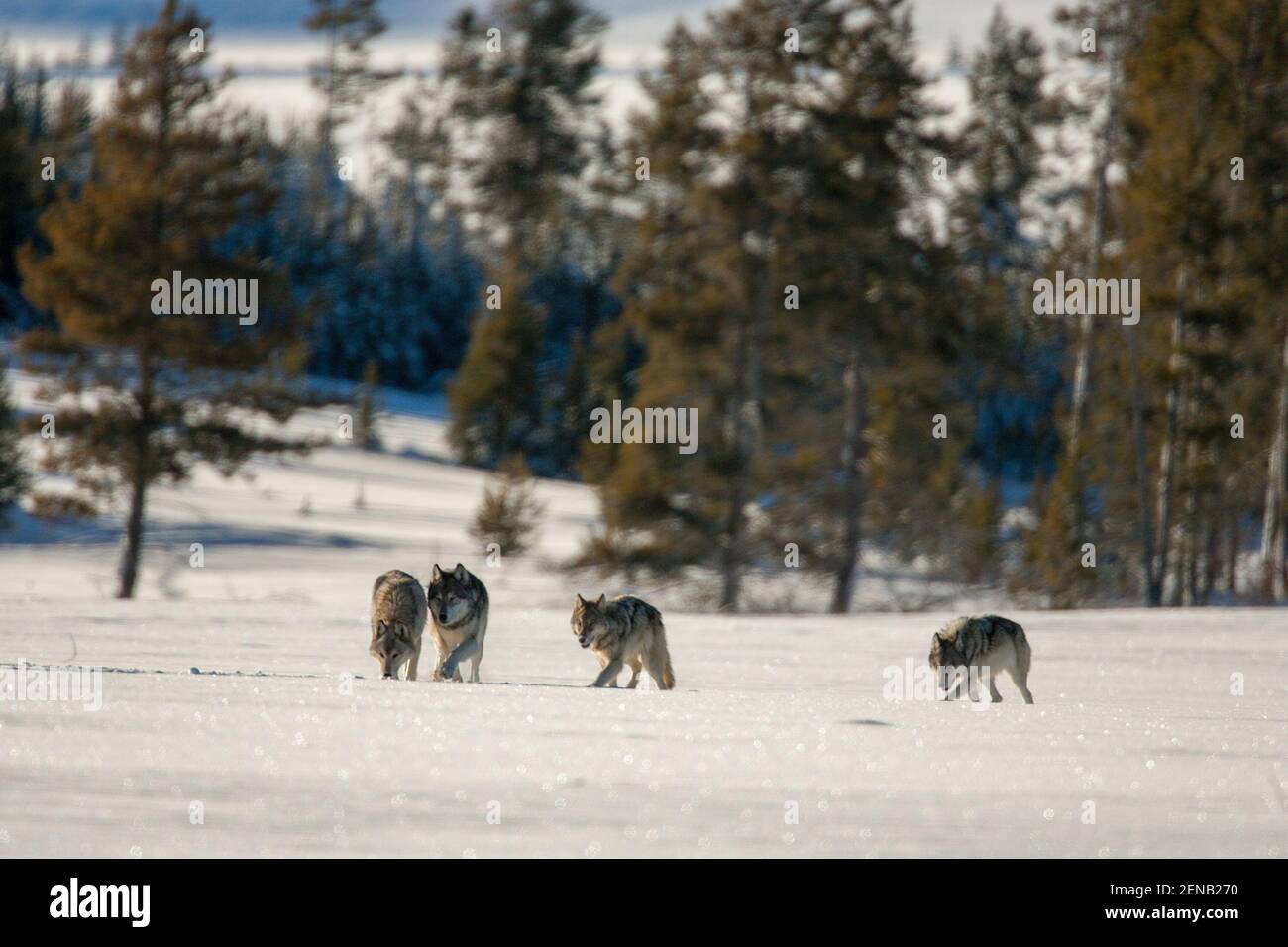 One the many Wolfpack’s in Grand Teton National Park seen on a bright ...