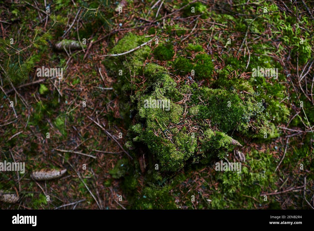 Moss on forest ground hi-res stock photography and images - Alamy