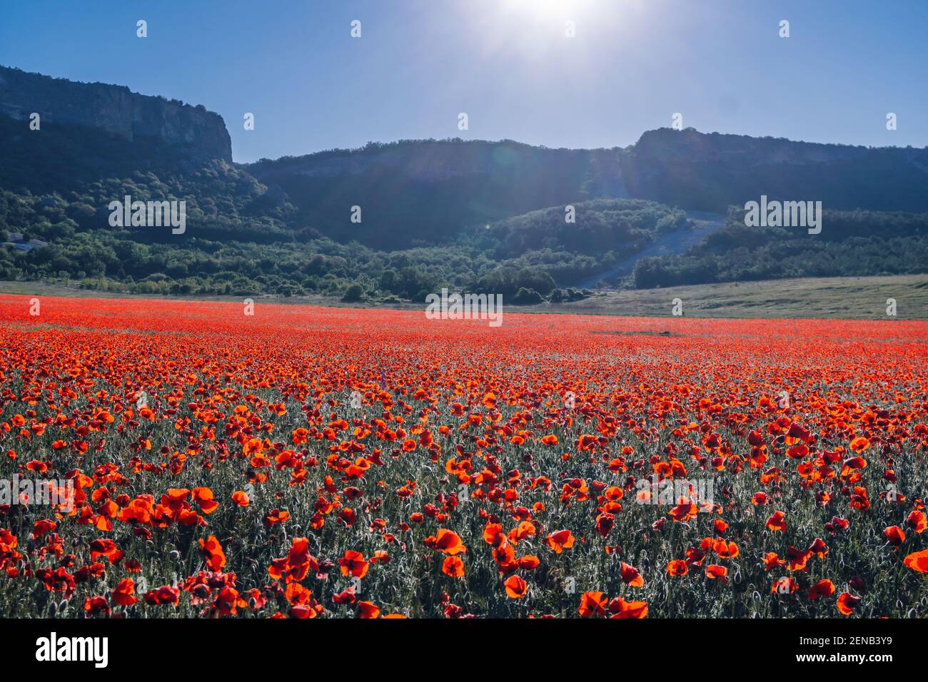 Beautiful red poppies sunset hi-res stock photography and images - Alamy