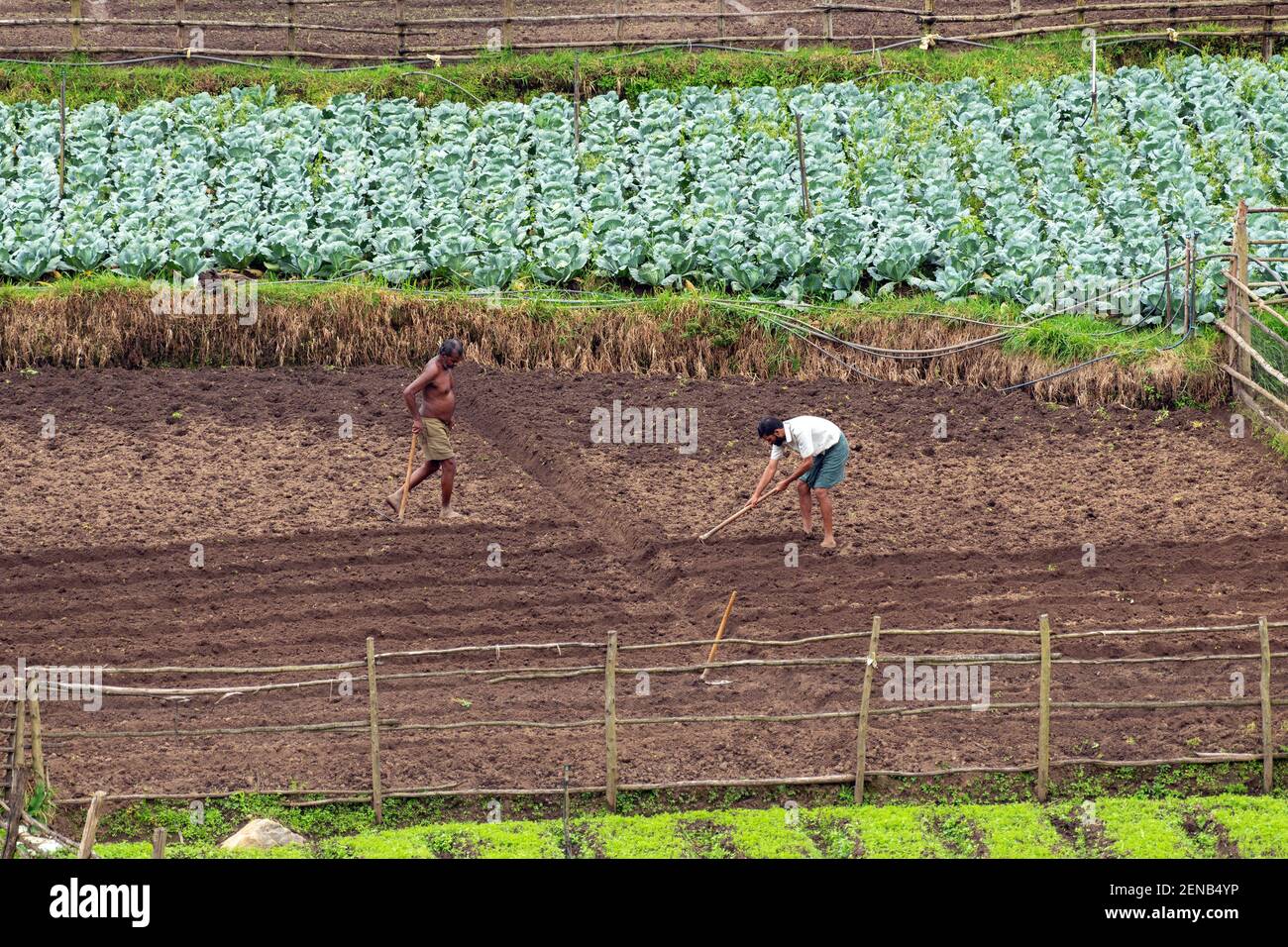 Old father and elder son doing farming near to cabbage plantation using ...