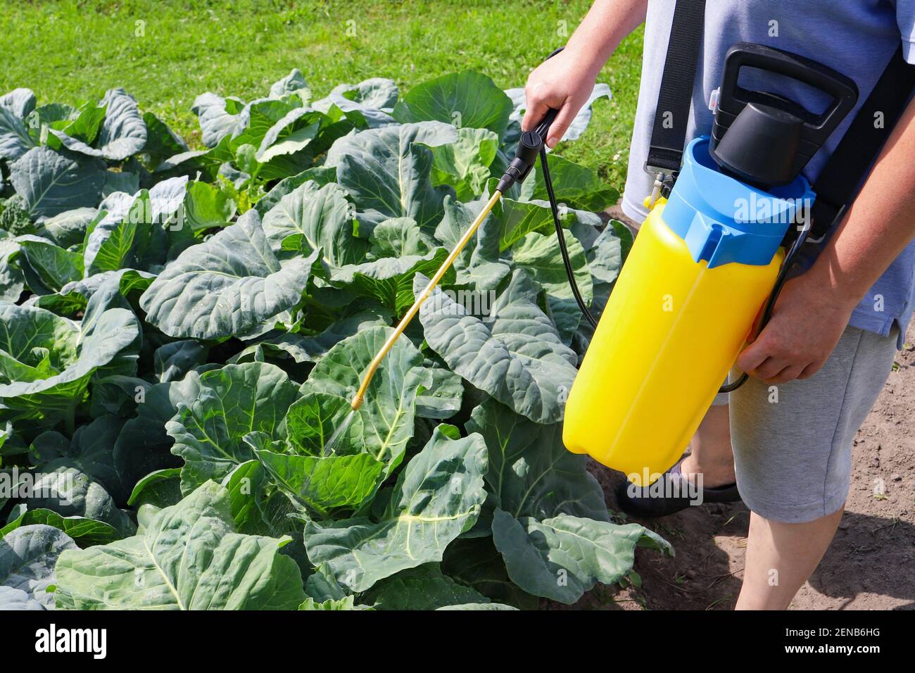 woman farmer in the garden cultivates and spray vegetables from ...