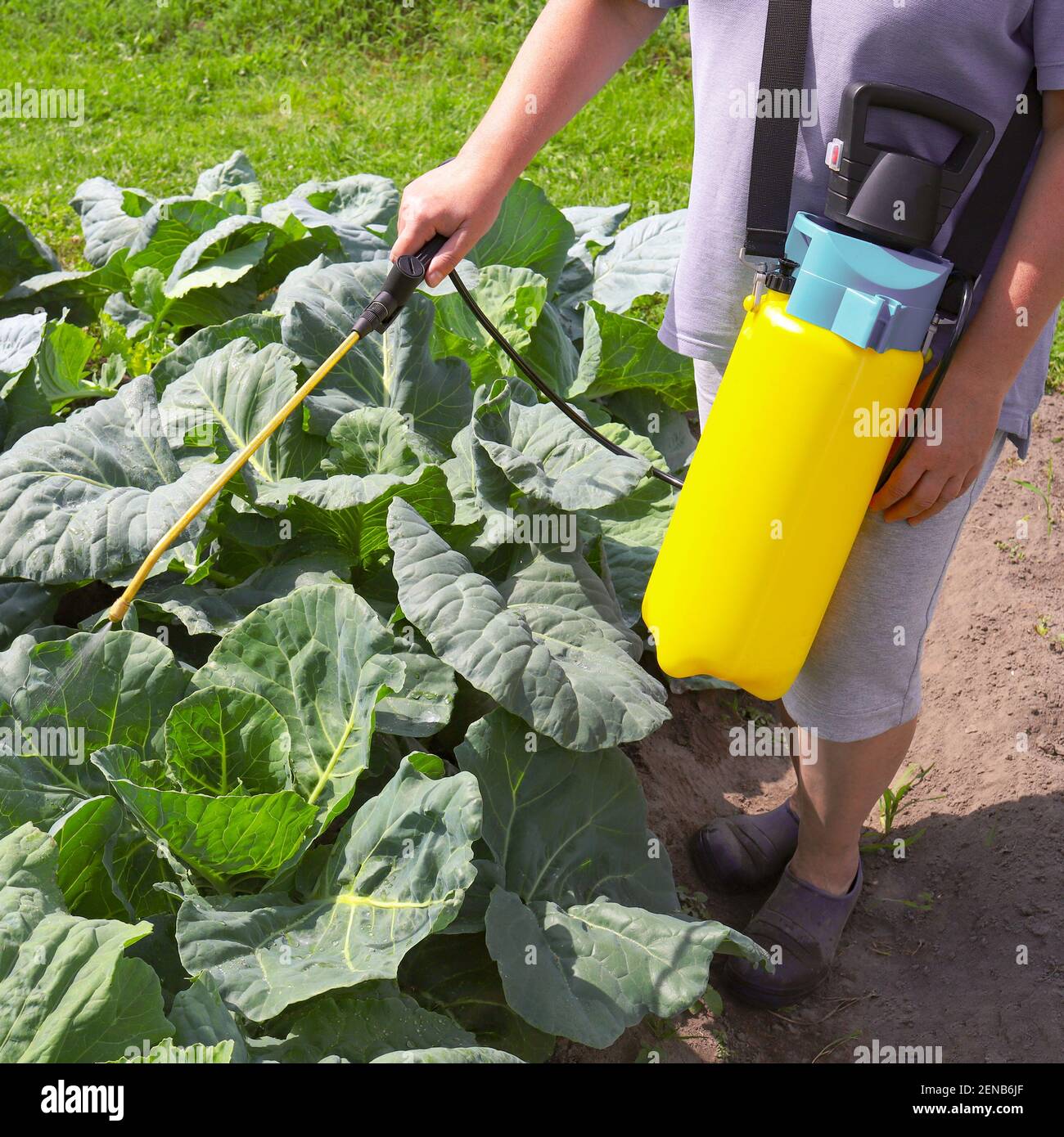 Woman spraying cabbage pest hi-res stock photography and images - Alamy