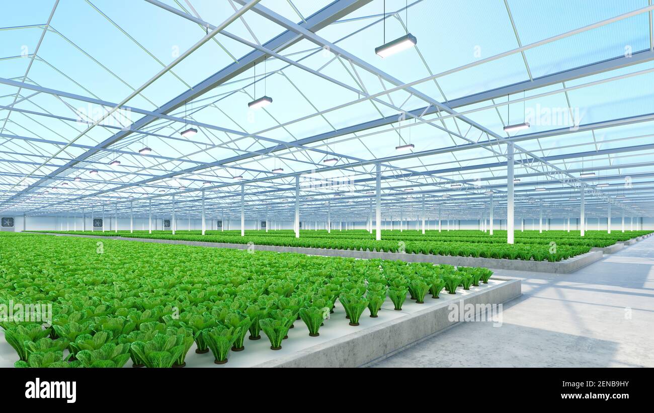 Big industrial greenhouse interior. Hydroponic indoor vegetable plant ...