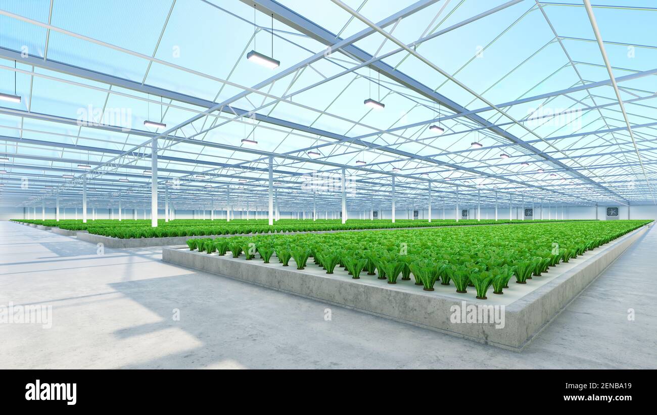 Big industrial greenhouse interior. Hydroponic indoor vegetable plant ...